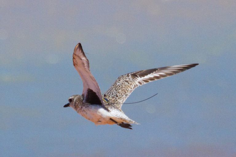Grey Plover Satellite Tracking Project | Australasian Wader Study Group