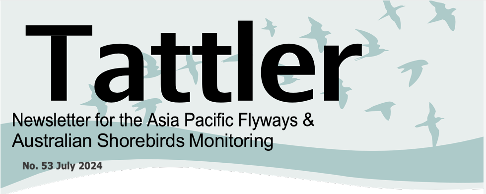 The new tattler is out ! | Australasian Wader Study Group